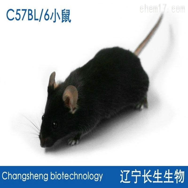 C57BL/6J小鼠-化工仪器网